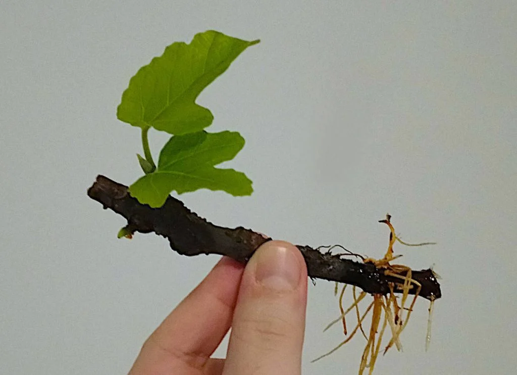 How to Plant Fig Tree Cuttings: A Beginner's Journey to Fig Growing – XRoci