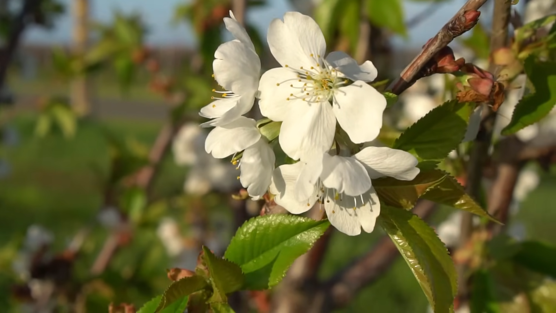 Best Conditions for Growing Cherry Trees – XRoci