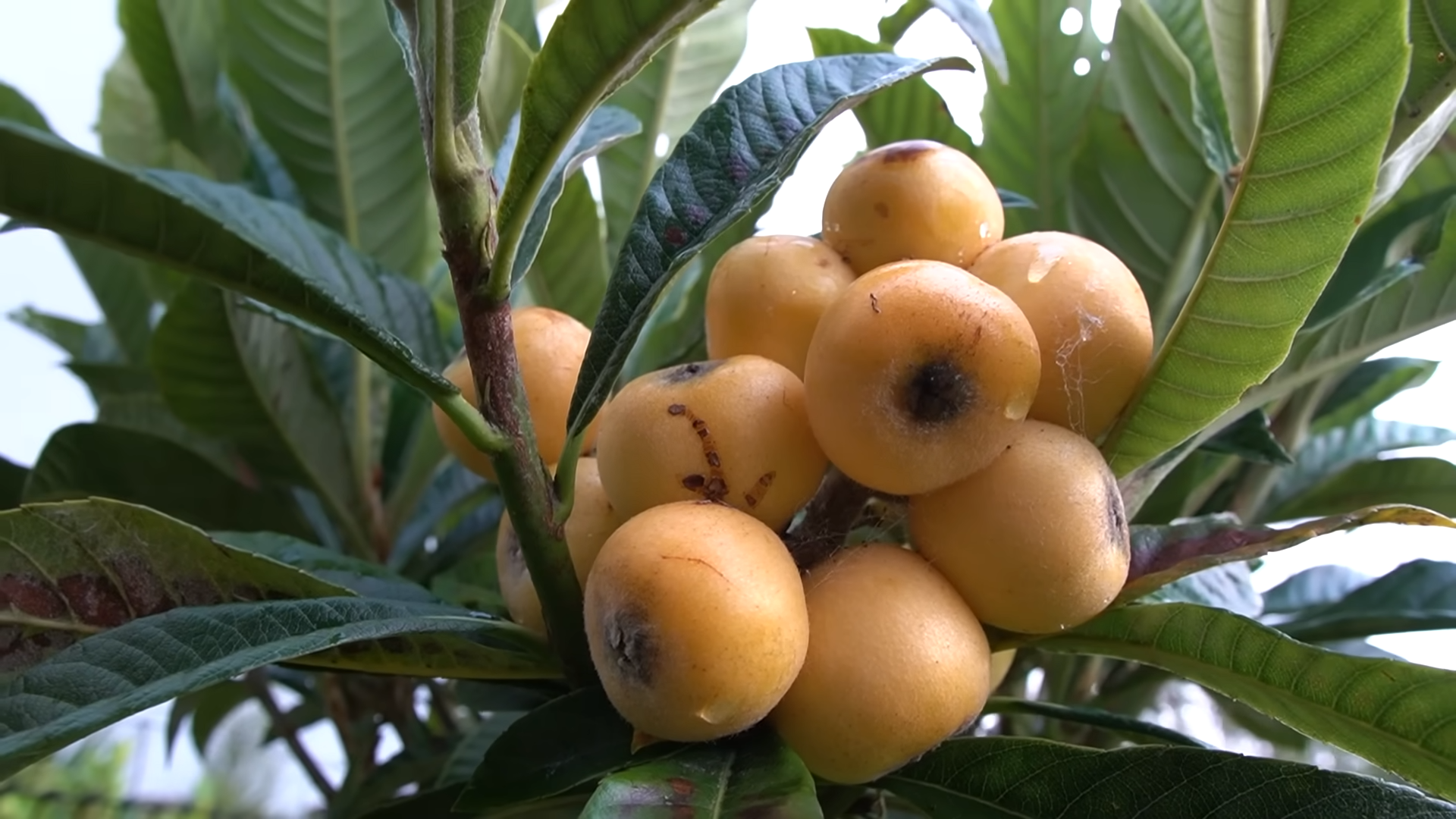 Best Loquat Varieties for Home Gardens – XRoci